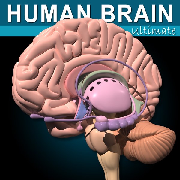 Brain Anatomy 3d Model Human Brain 3D Models | CGTrader