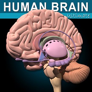Download Free & Premium Brain 3D Models | TurboSquid