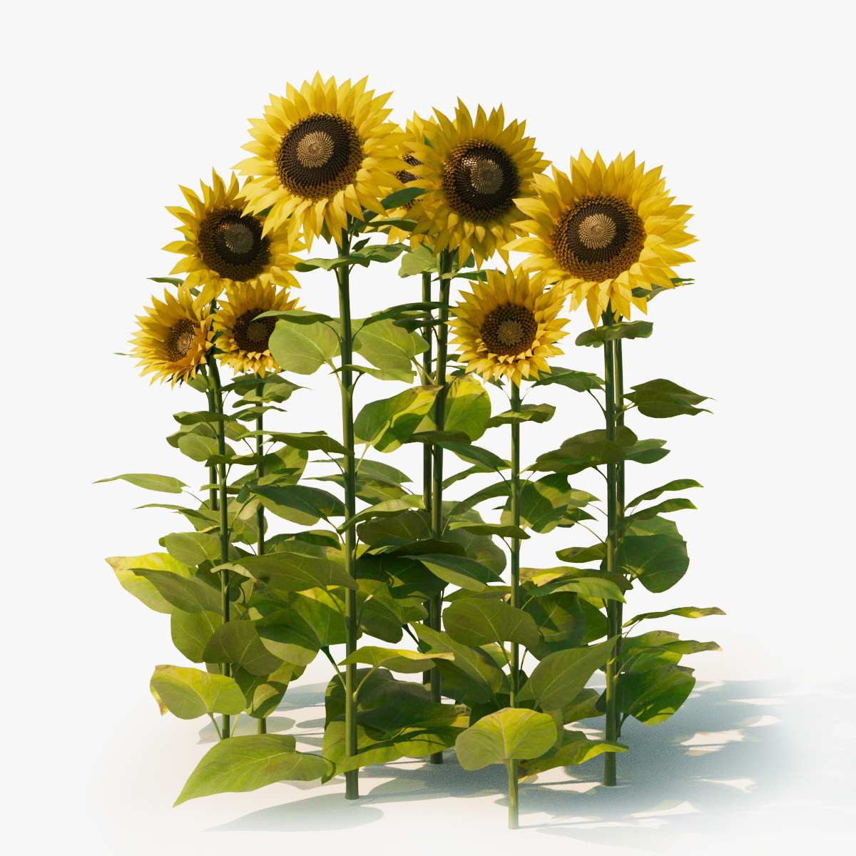3D sunflower nature plants model - TurboSquid 1629888