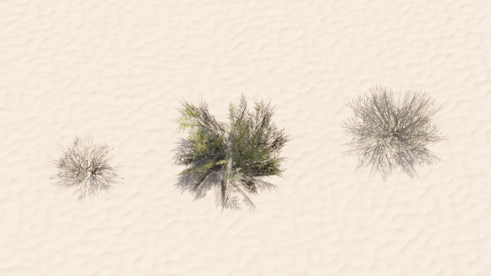 Desert Bushes 3D Model - TurboSquid 1949107