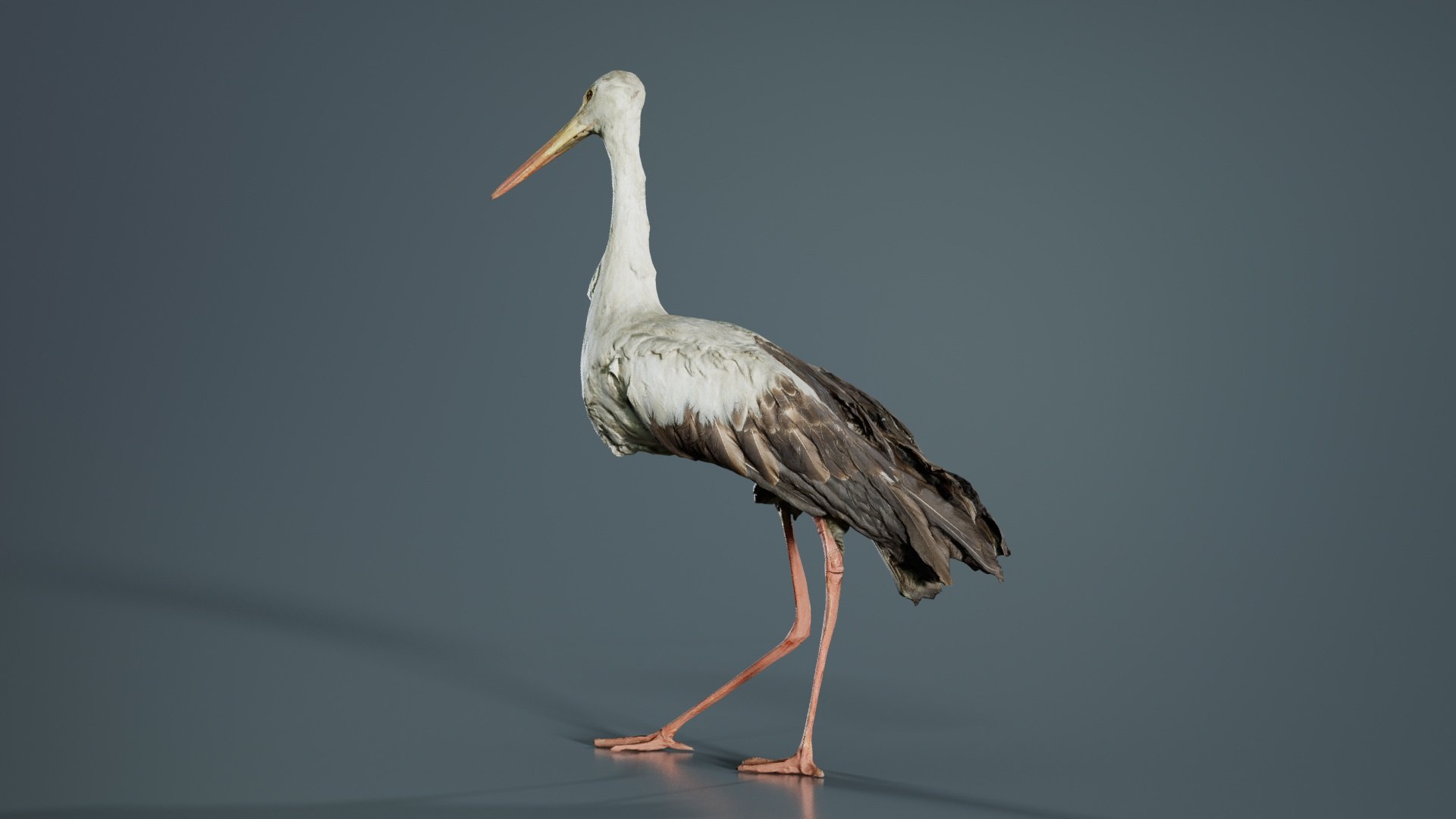 Stork Ciconiidae Ciconiiformes Remastered 3D Model - TurboSquid 2359566