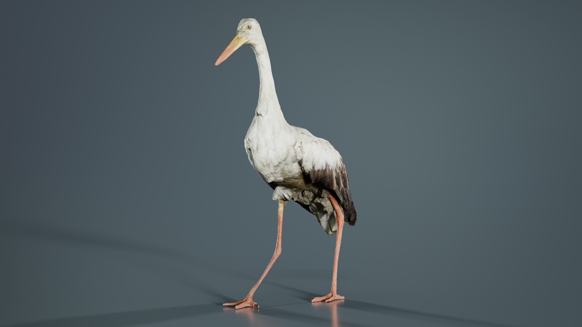 Stork Ciconiidae Ciconiiformes Remastered 3D Model - TurboSquid 2359566