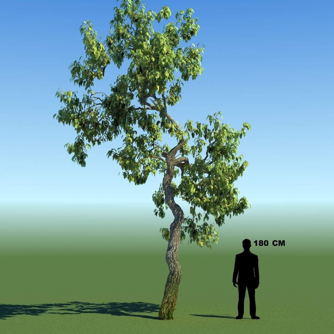 3ds Max Leaf Season Tree