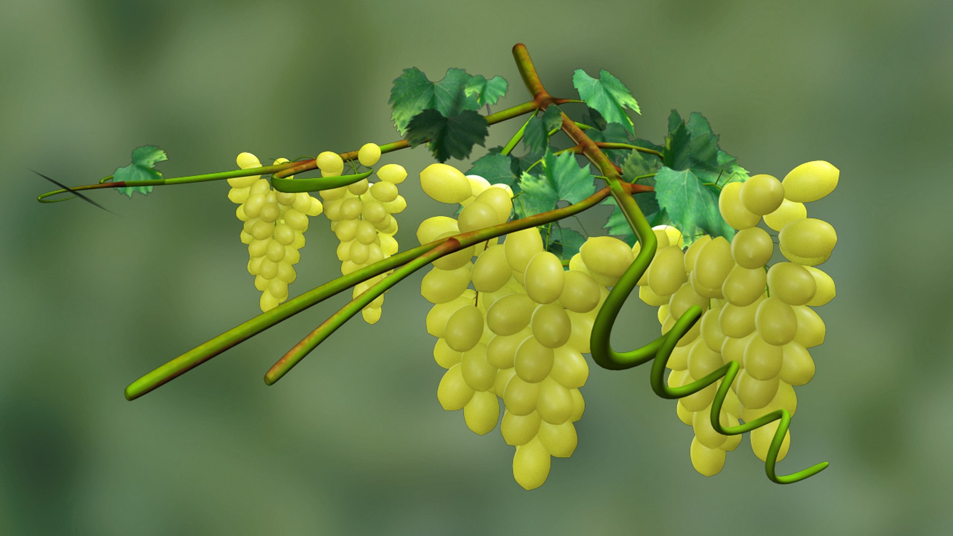 3d Model Grapes