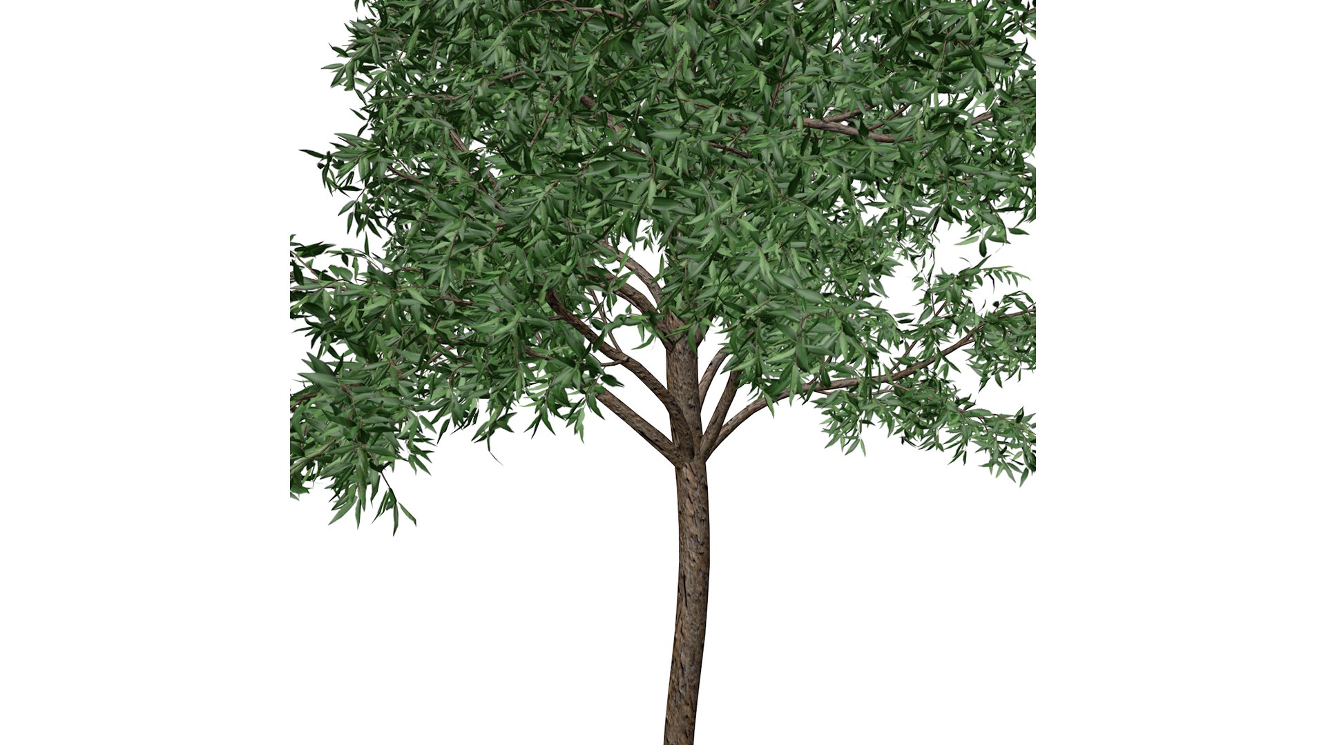 3D Flooded Gum Tree - 01 - - TurboSquid 2375877