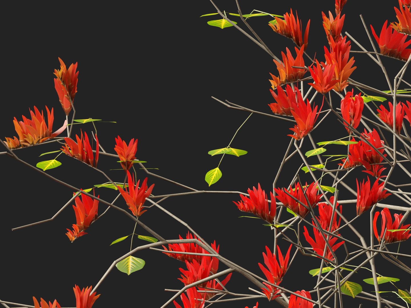 HighPolyLowPoly Erythrina Variegata - Indian Variegated Coral Tree 3D ...