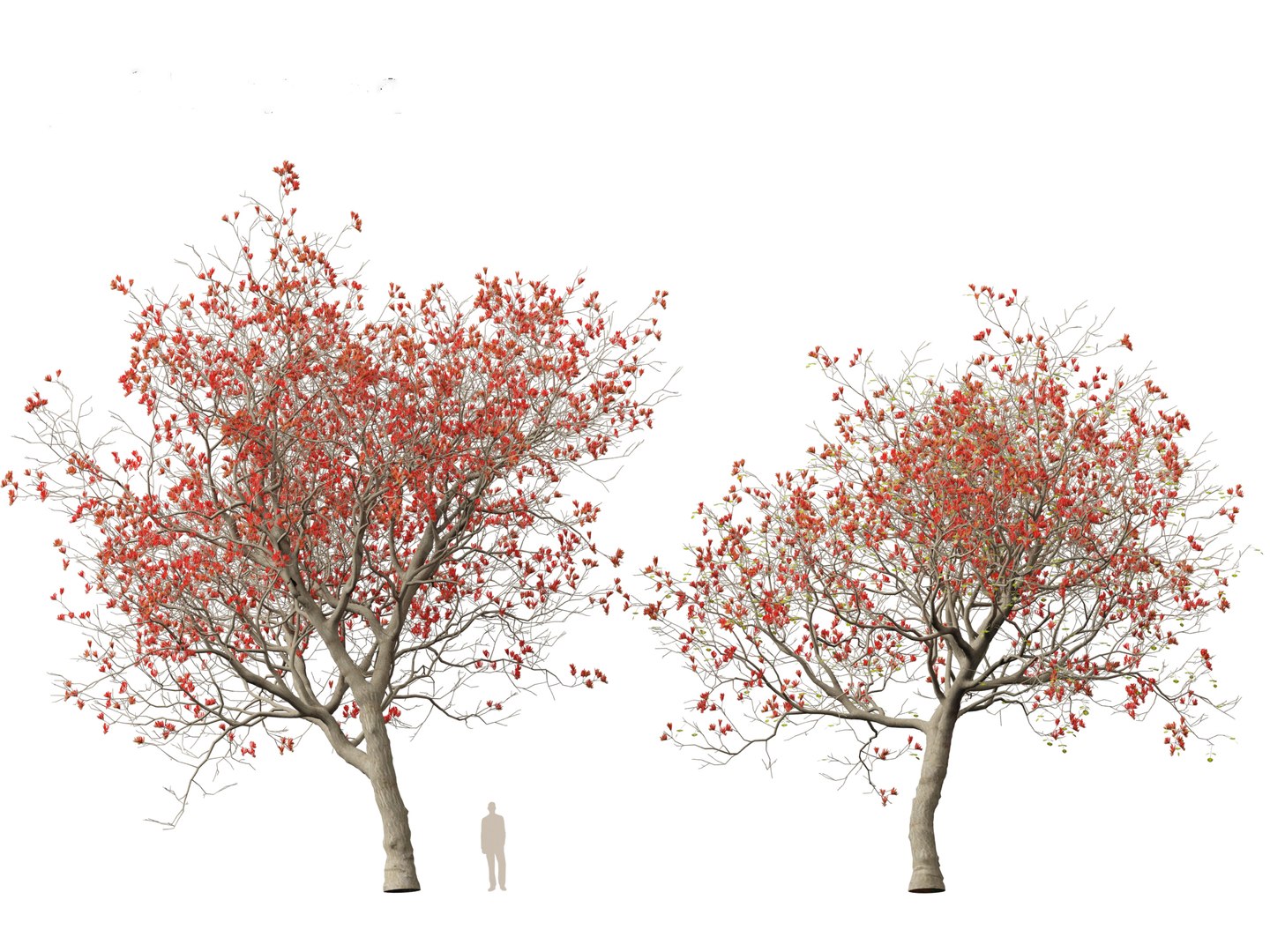 HighPolyLowPoly Erythrina Variegata - Indian Variegated Coral Tree 3D ...