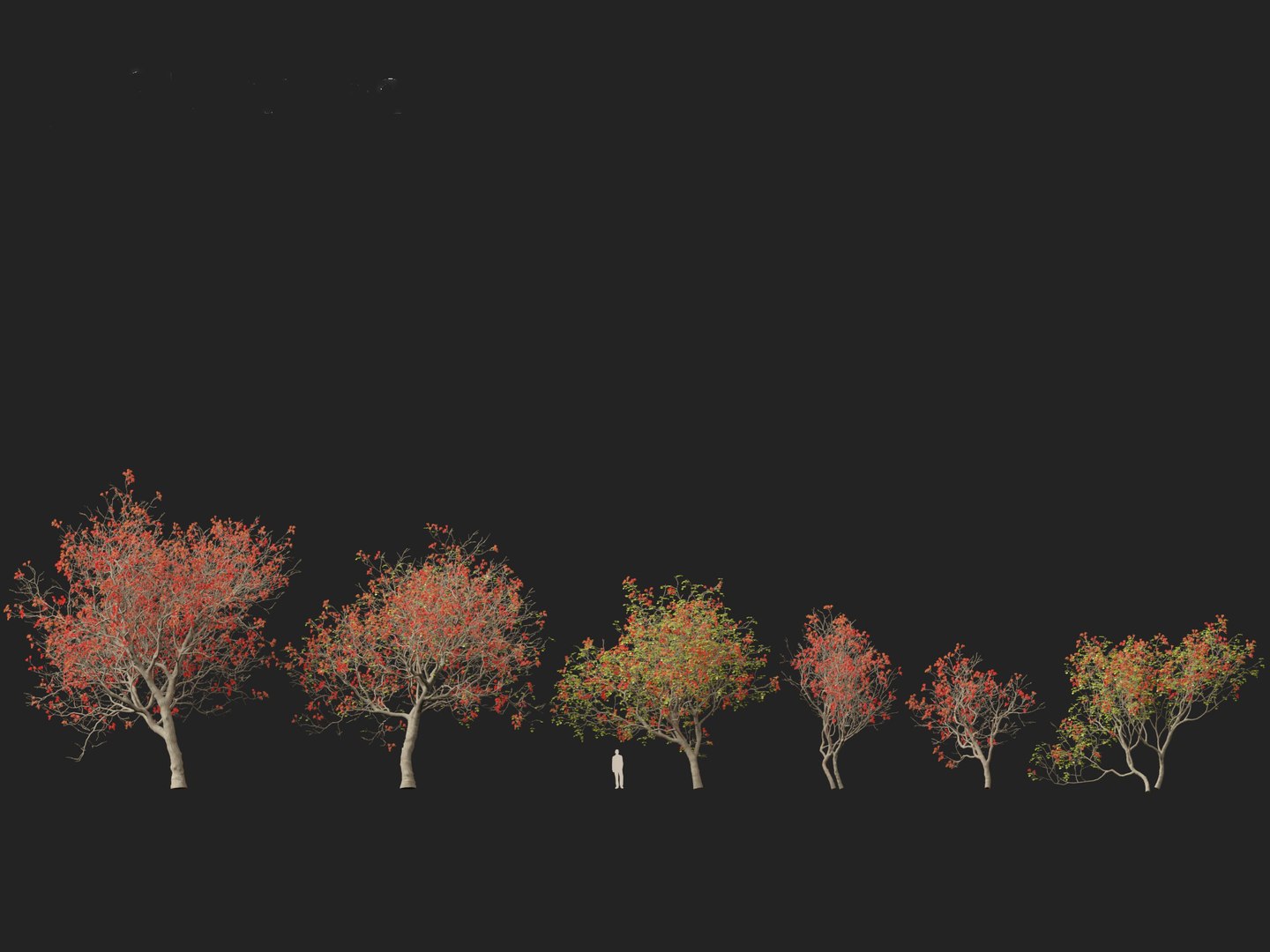 HighPolyLowPoly Erythrina Variegata - Indian Variegated Coral Tree 3D ...