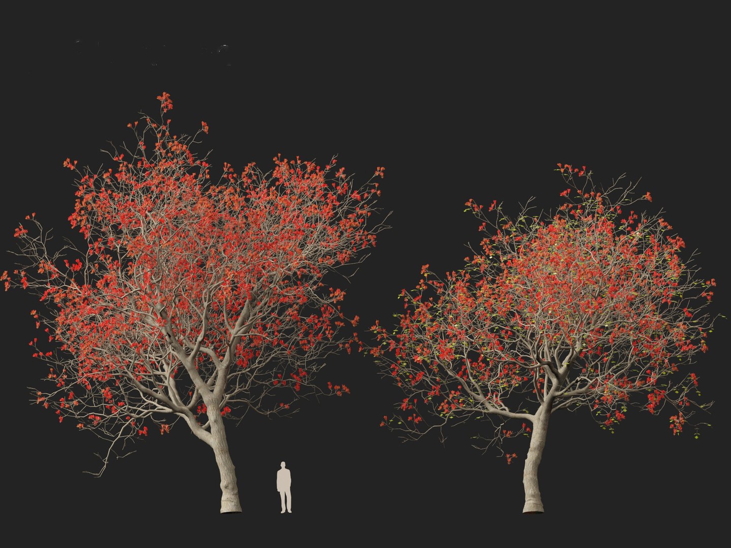 HighPolyLowPoly Erythrina Variegata - Indian Variegated Coral Tree 3D ...