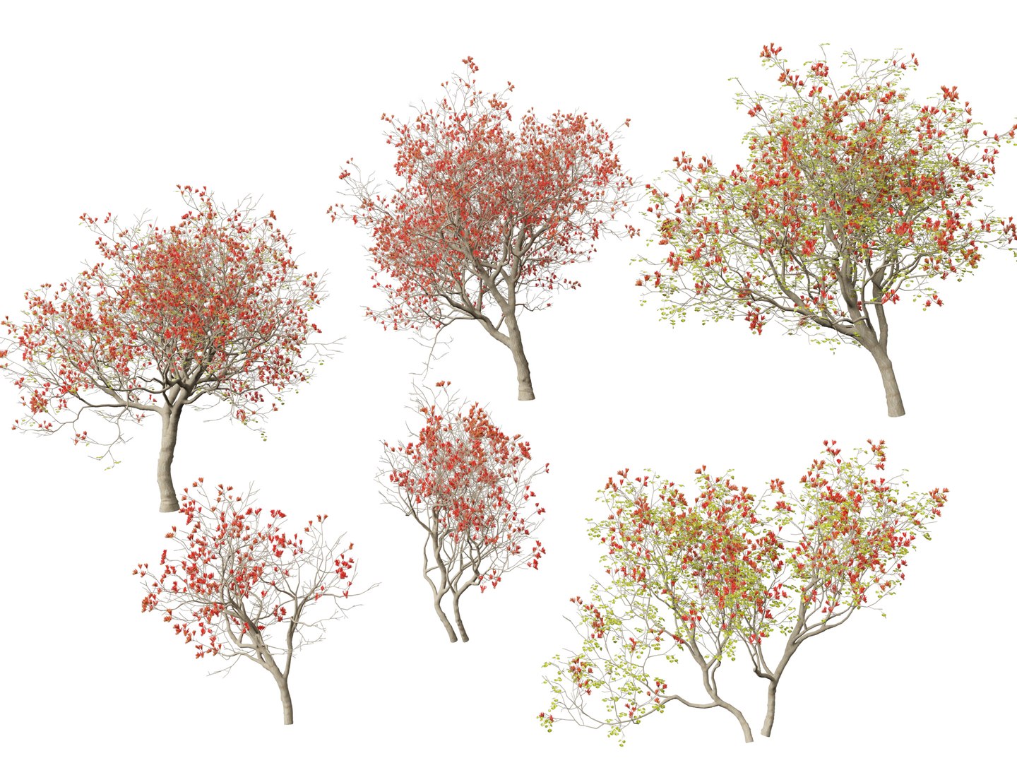 HighPolyLowPoly Erythrina Variegata - Indian Variegated Coral Tree 3D ...