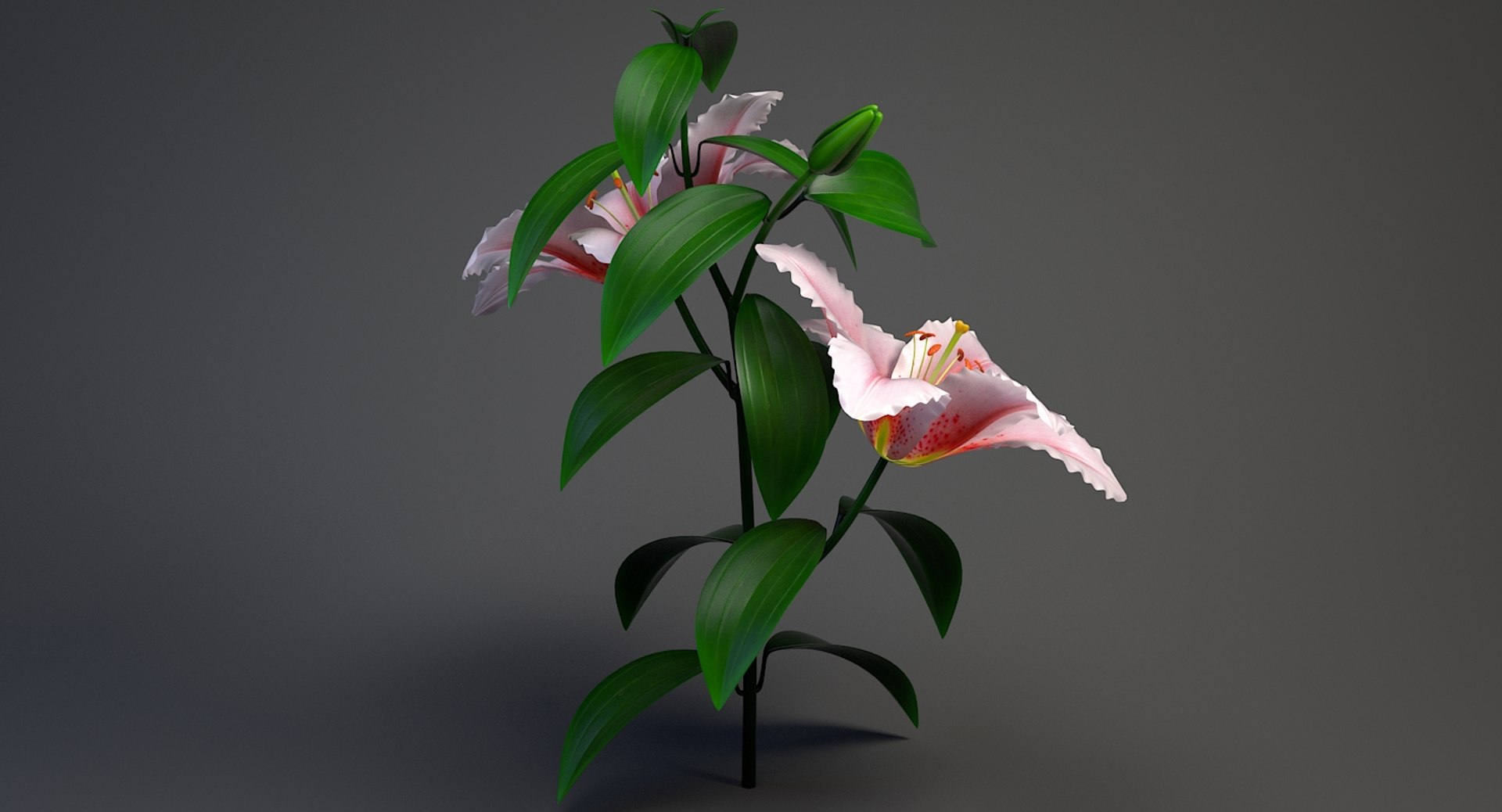 3D Realistic Pink Lily Flower Model - TurboSquid 1252626