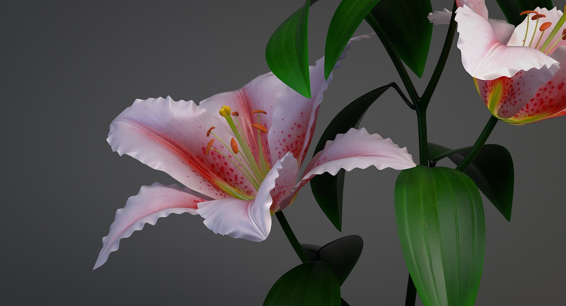 3D Realistic Pink Lily Flower Model - TurboSquid 1252626