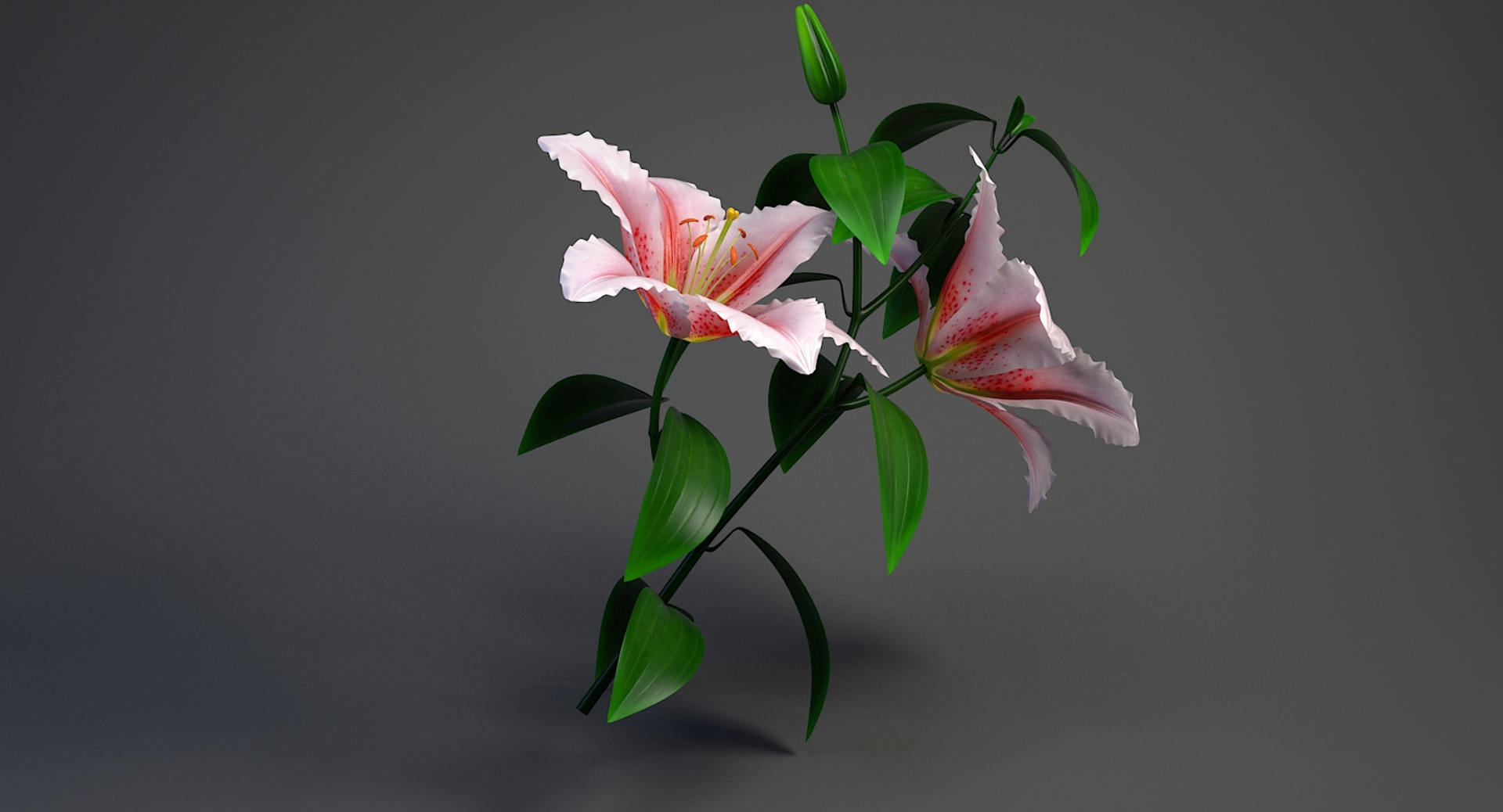 3D Realistic Pink Lily Flower Model - TurboSquid 1252626
