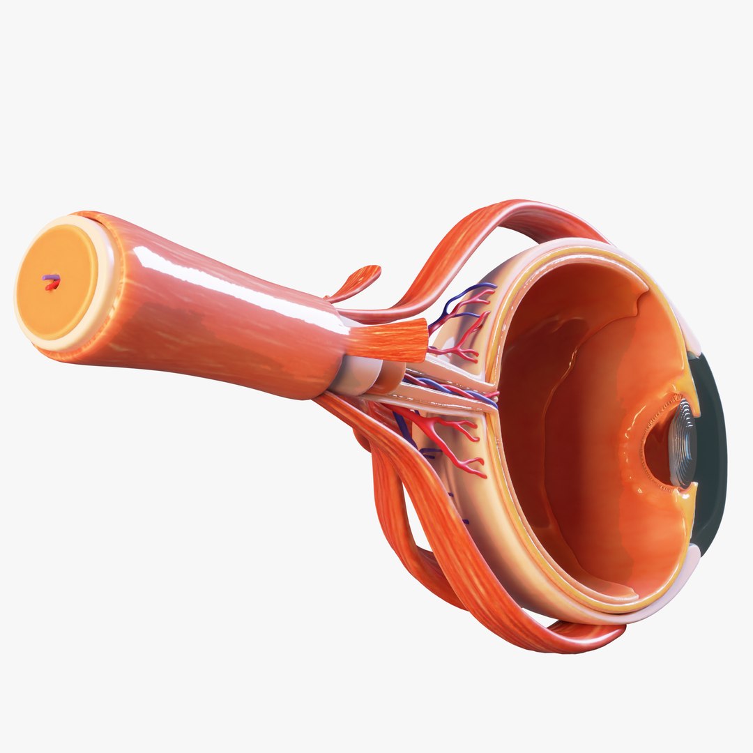 Cross Section Eye Anatomy 3D Model - TurboSquid 1914310