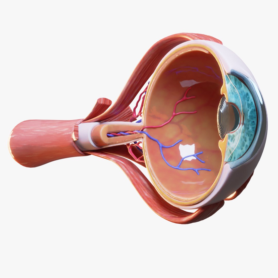Cross Section Eye Anatomy Modelo 3D - TurboSquid 1914310