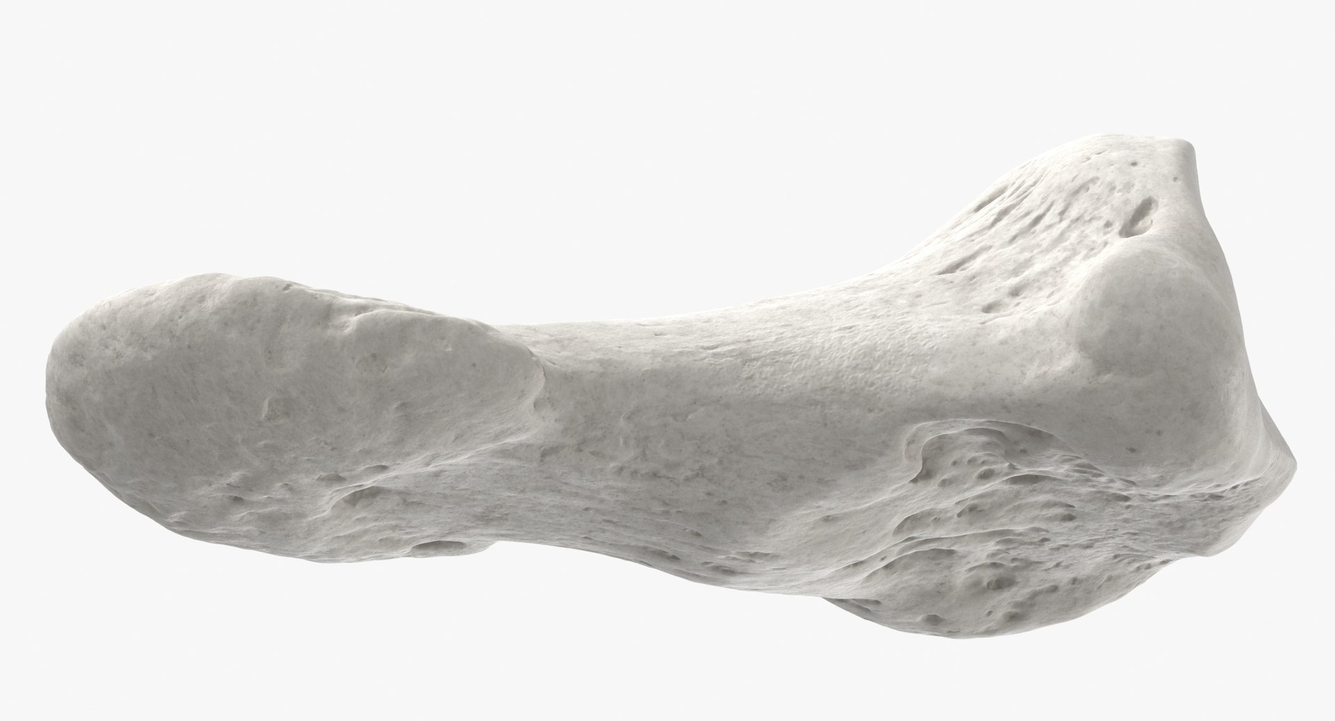 Human Phalanges Bones Of The Big Toe White - 2 Models Model ...