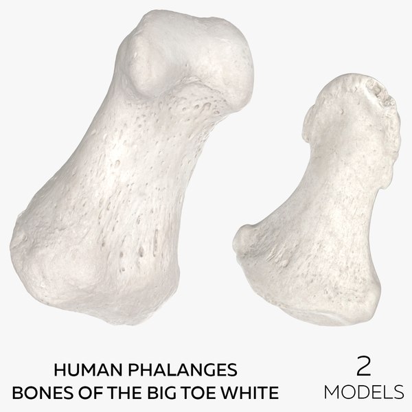modelo 3d Human Phalanges Bones of the Big Toe White - 2 modelos ...