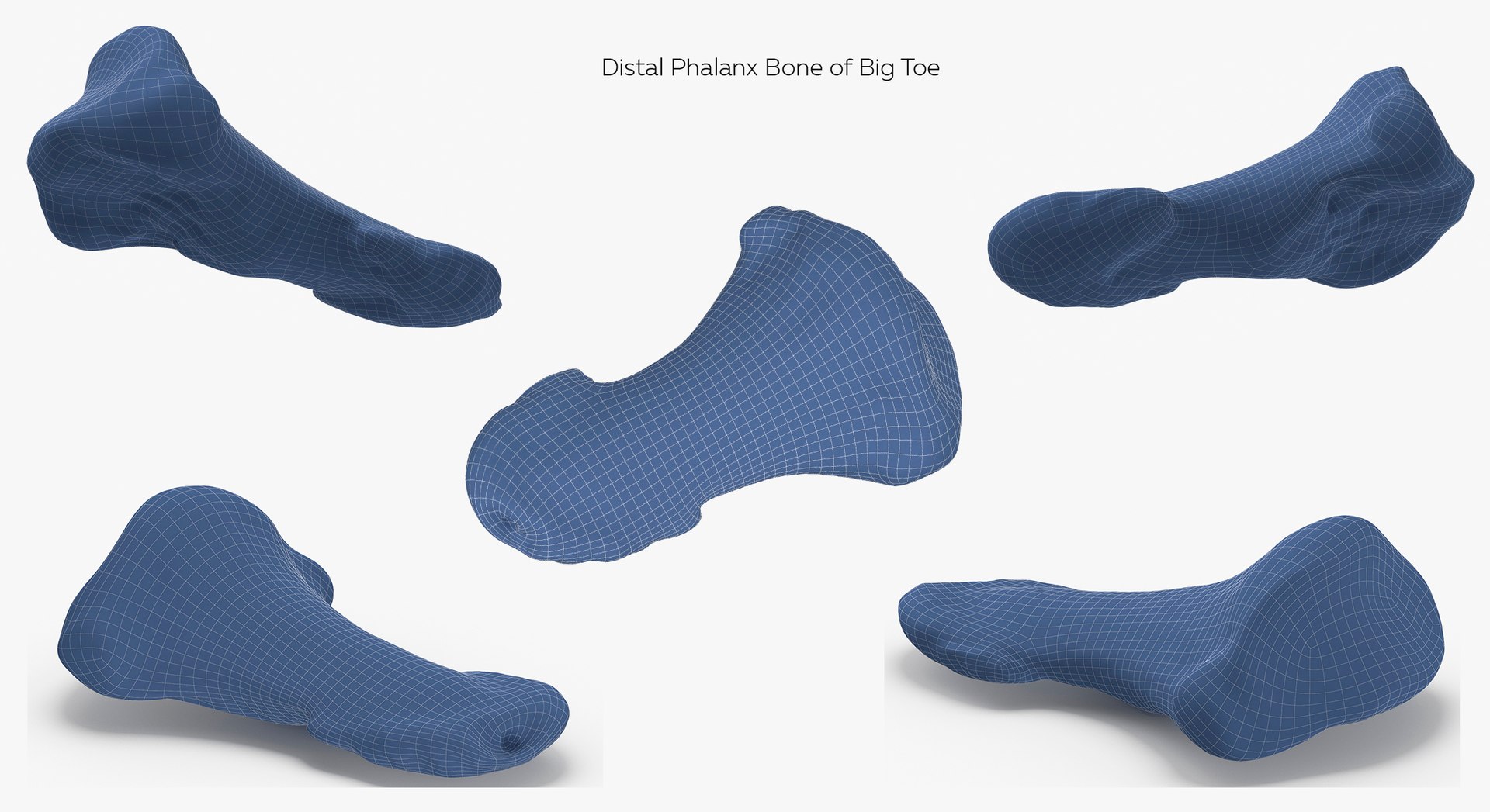 Human Phalanges Bones of the Big Toe White - 2 models model ...