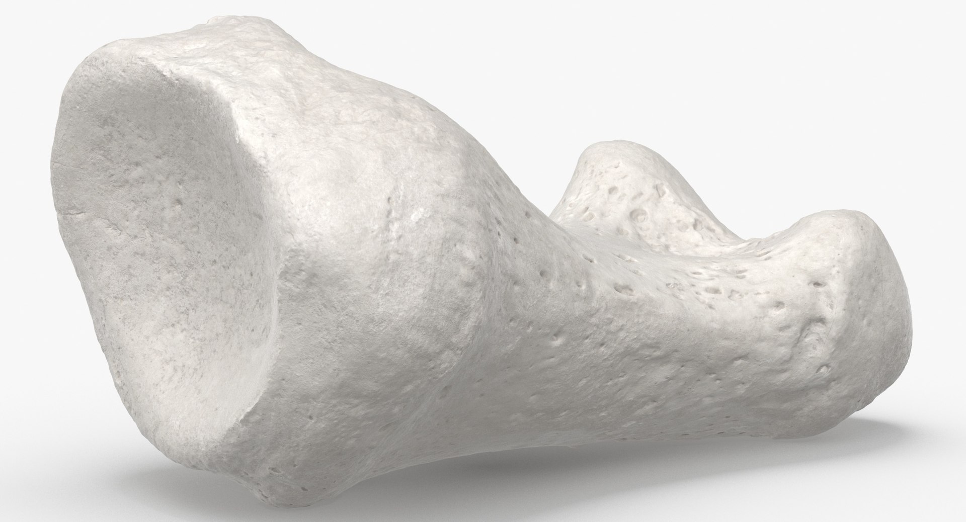 Human Phalanges Bones Of The Big Toe White - 2 Models Model ...