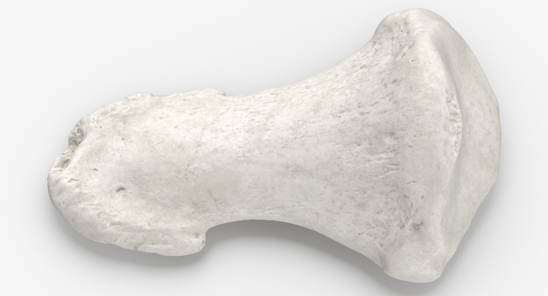 Human Phalanges Bones Of The Big Toe White - 2 Models Model ...