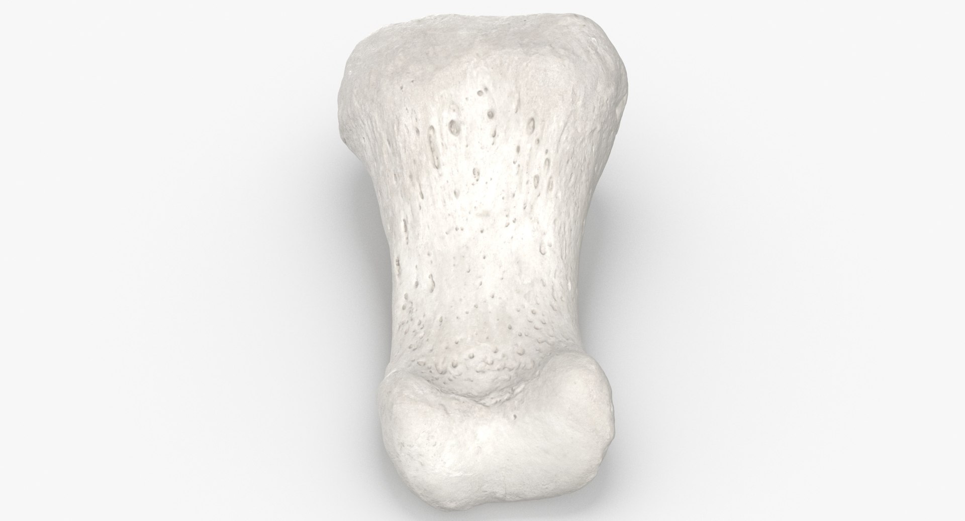 Human Phalanges Bones Of The Big Toe White - 2 Models Model ...