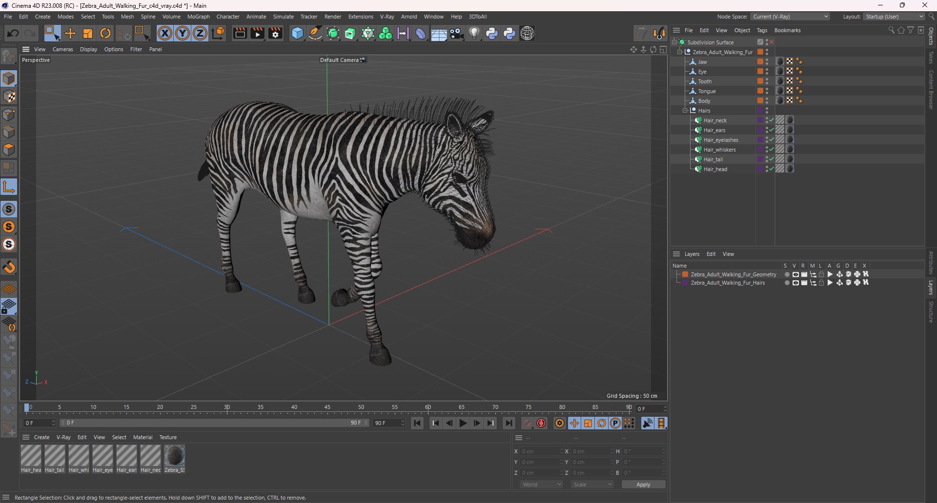 Zebra Adult Walking Fur For Cinema 4D 3D Model - TurboSquid 2399359