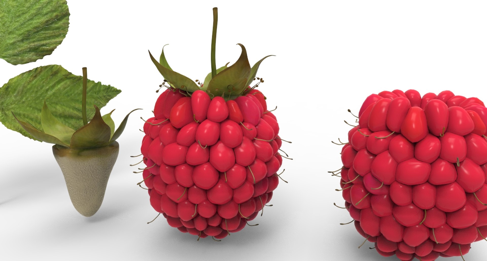 Berry Raspberry 3D Model - TurboSquid 1531394