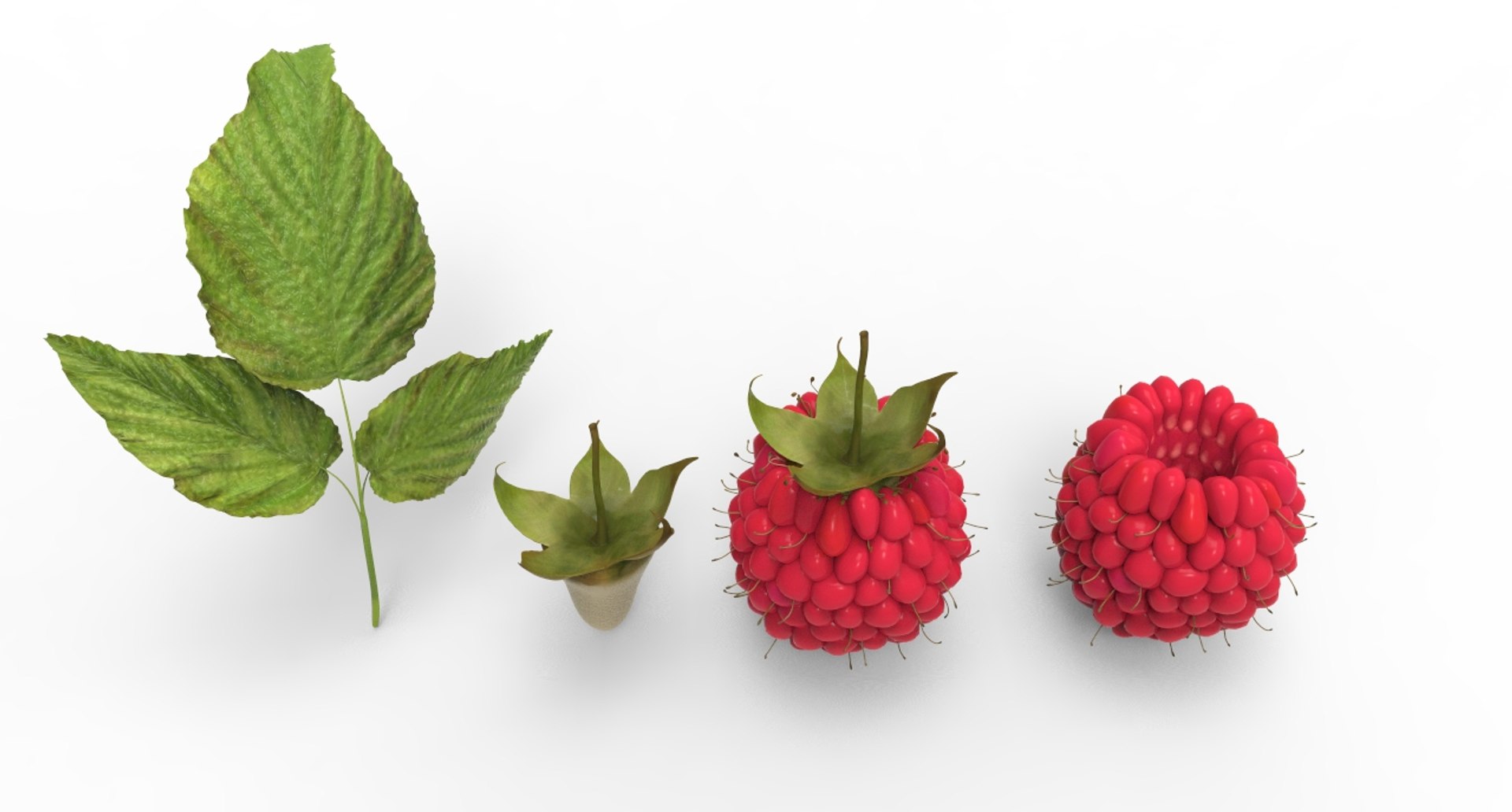 Berry Raspberry 3D Model - TurboSquid 1531394