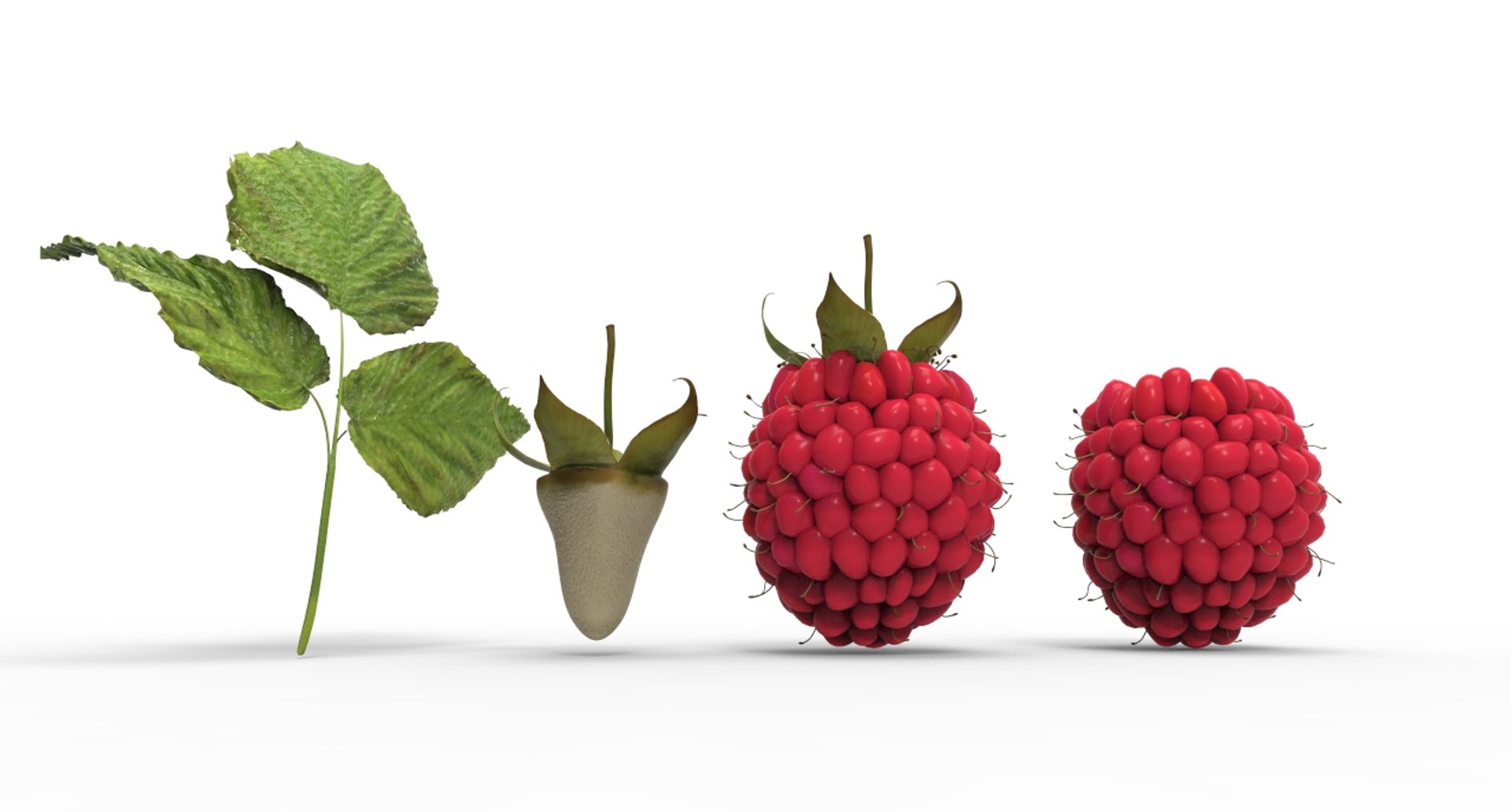 Berry Raspberry 3D Model - TurboSquid 1531394