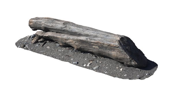 A log on the sand SCan 3D model - TurboSquid 1812301