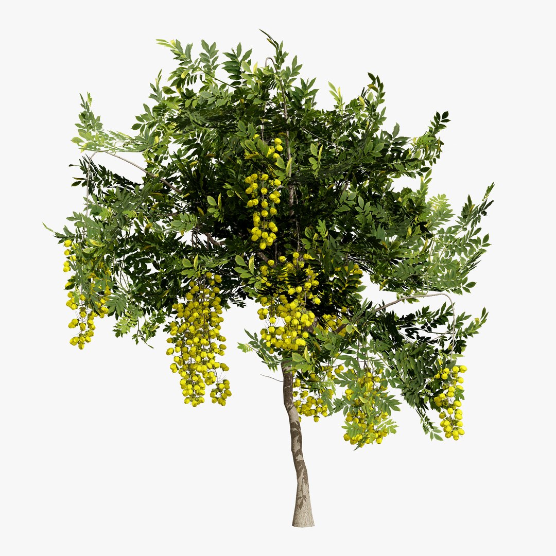 Cassia Fistula Tree Model 3D - TurboSquid 2294031