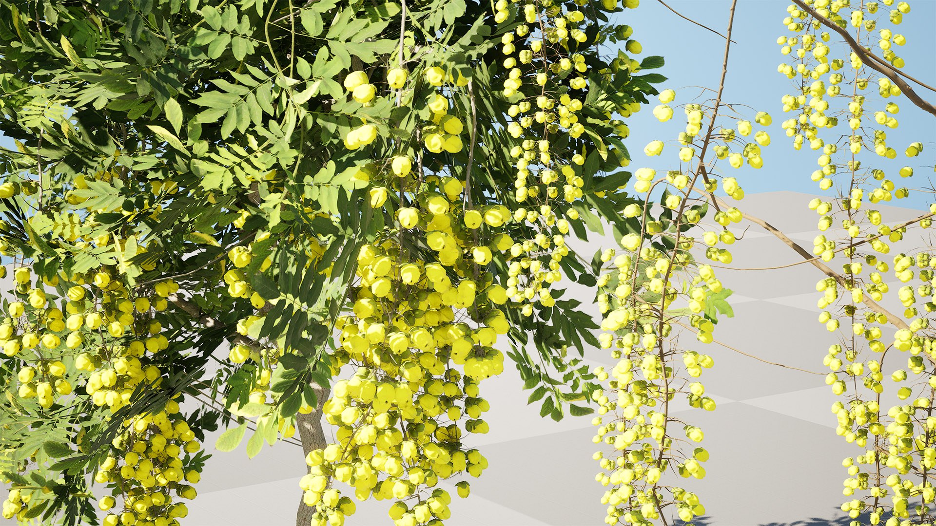Cassia Fistula Tree Model 3D - TurboSquid 2294031