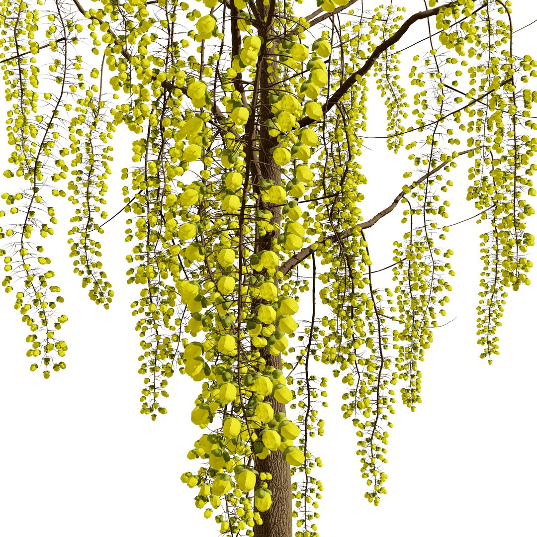 Cassia Fistula Tree Model 3D - TurboSquid 2294031