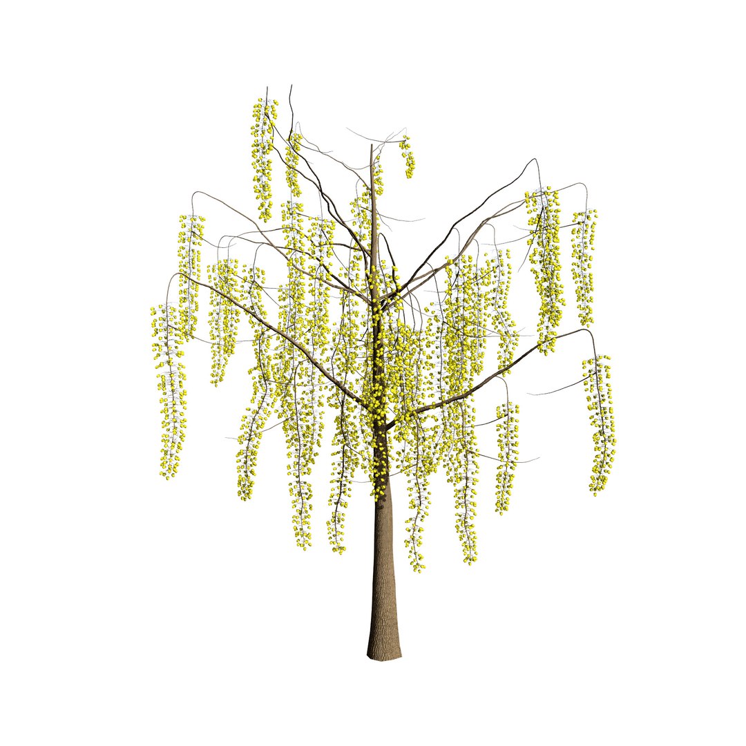 Cassia Fistula Tree Model 3D - TurboSquid 2294031