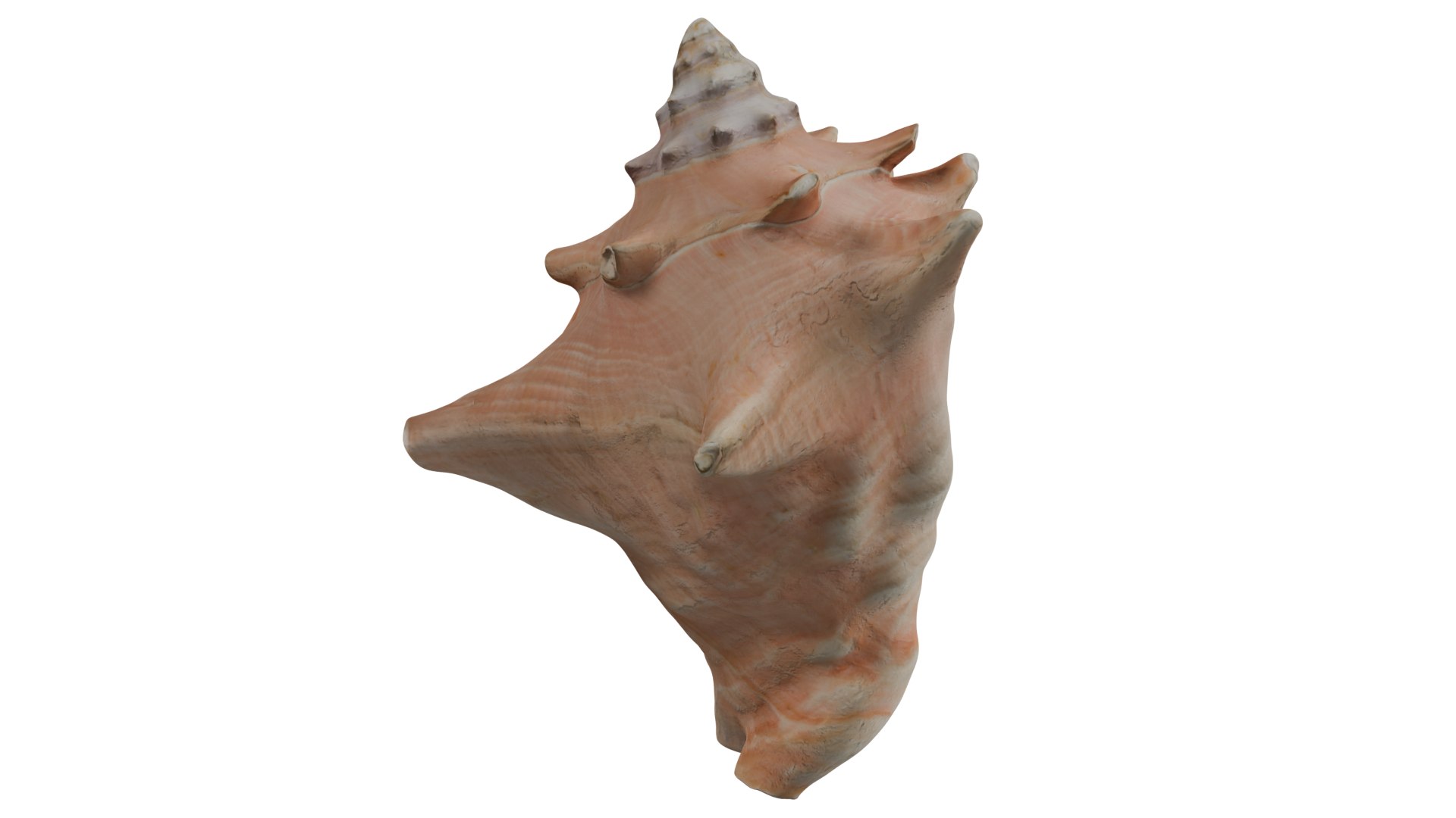Conch 3D Model - TurboSquid 2209891