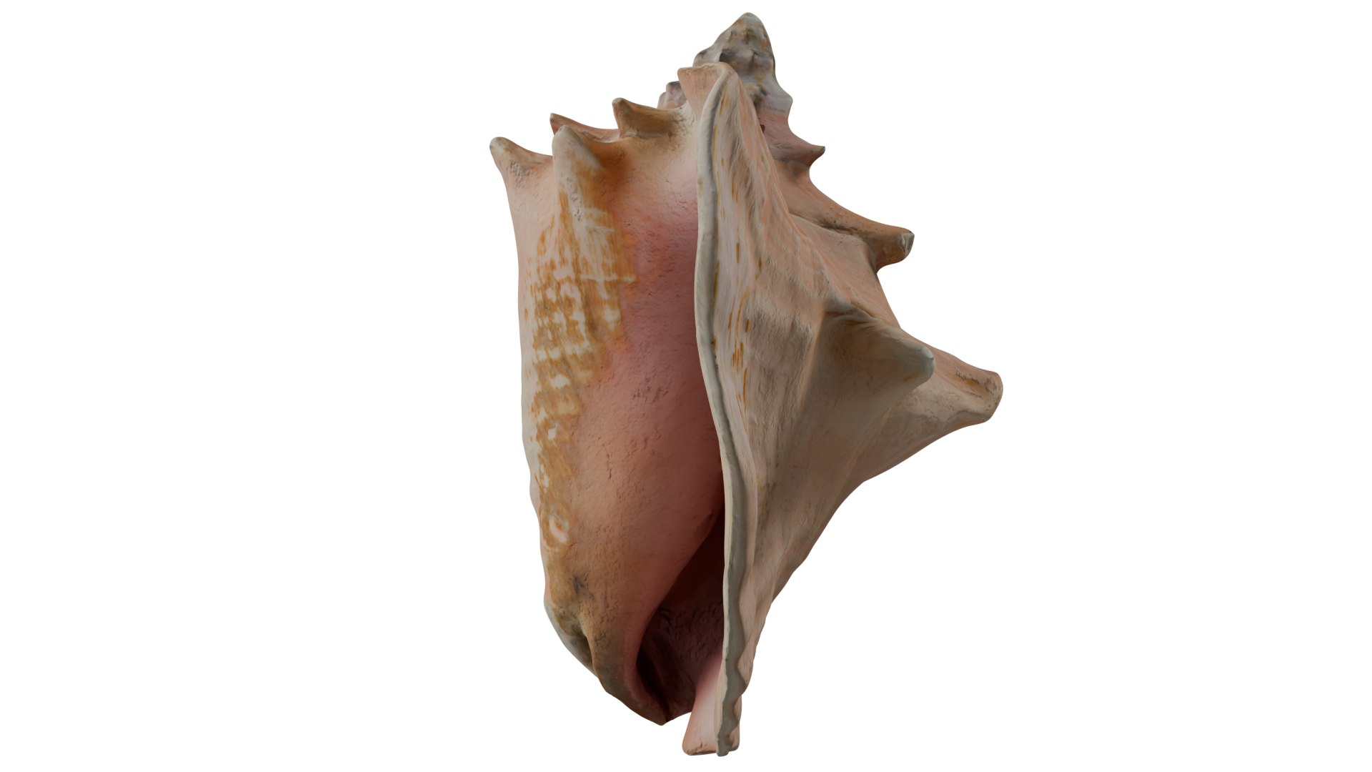 Conch 3D Model - TurboSquid 2209891