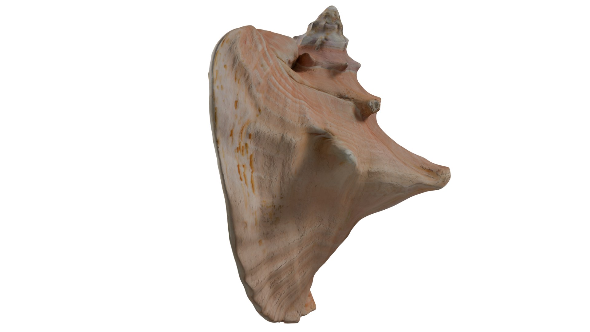 Conch 3D Model - TurboSquid 2209891