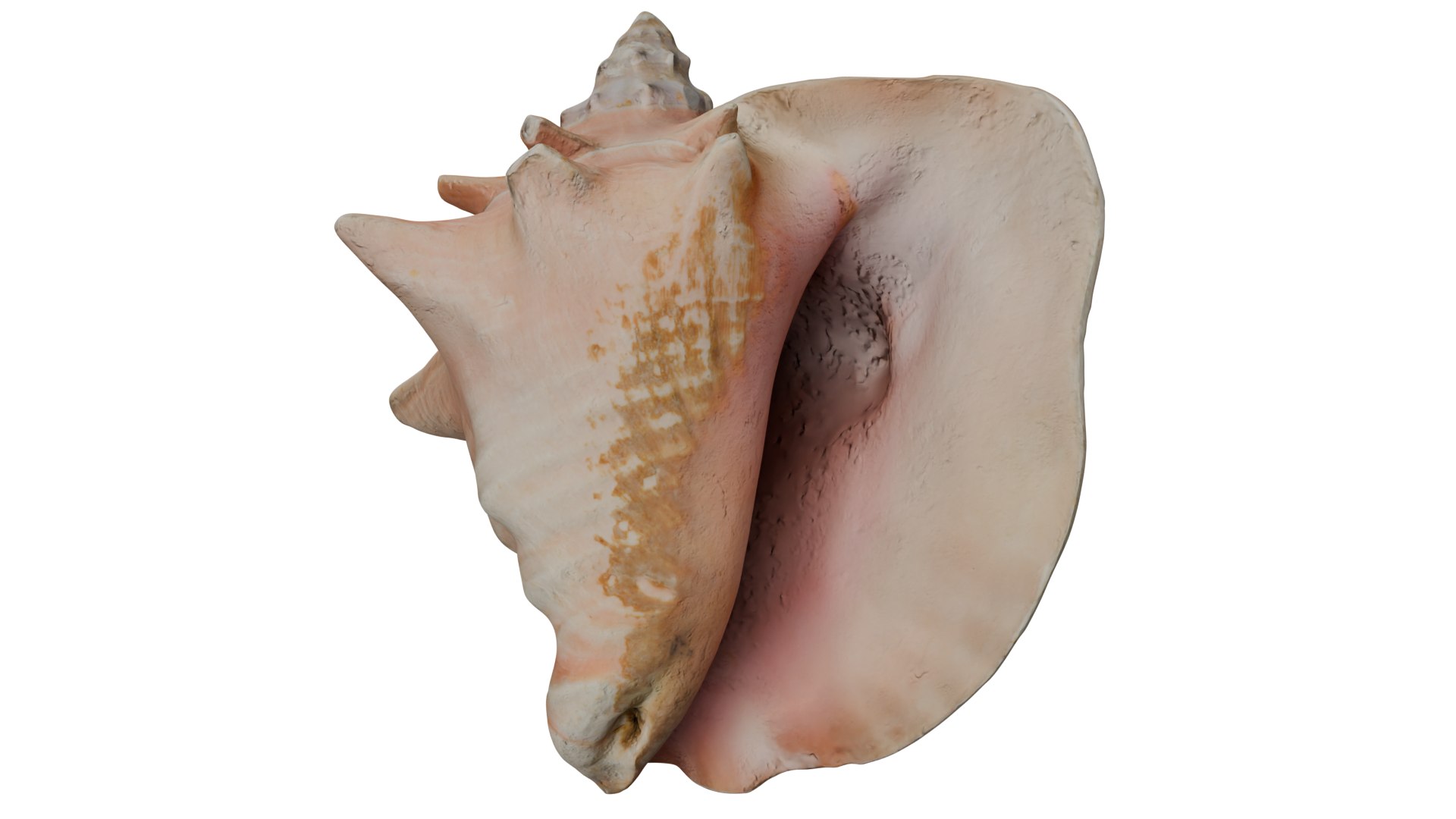 Conch 3D Model - TurboSquid 2209891