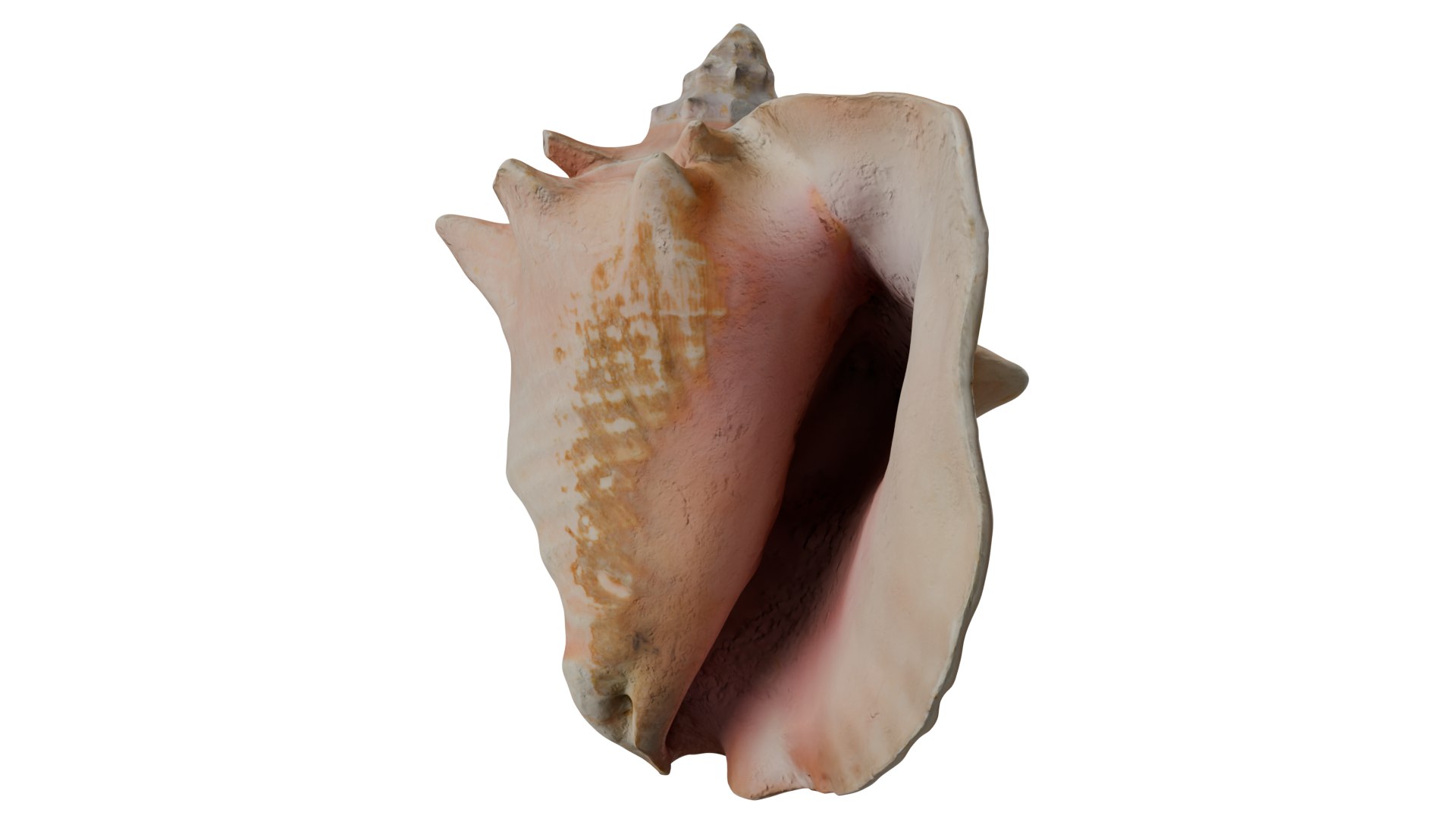 Conch 3D Model - TurboSquid 2209891