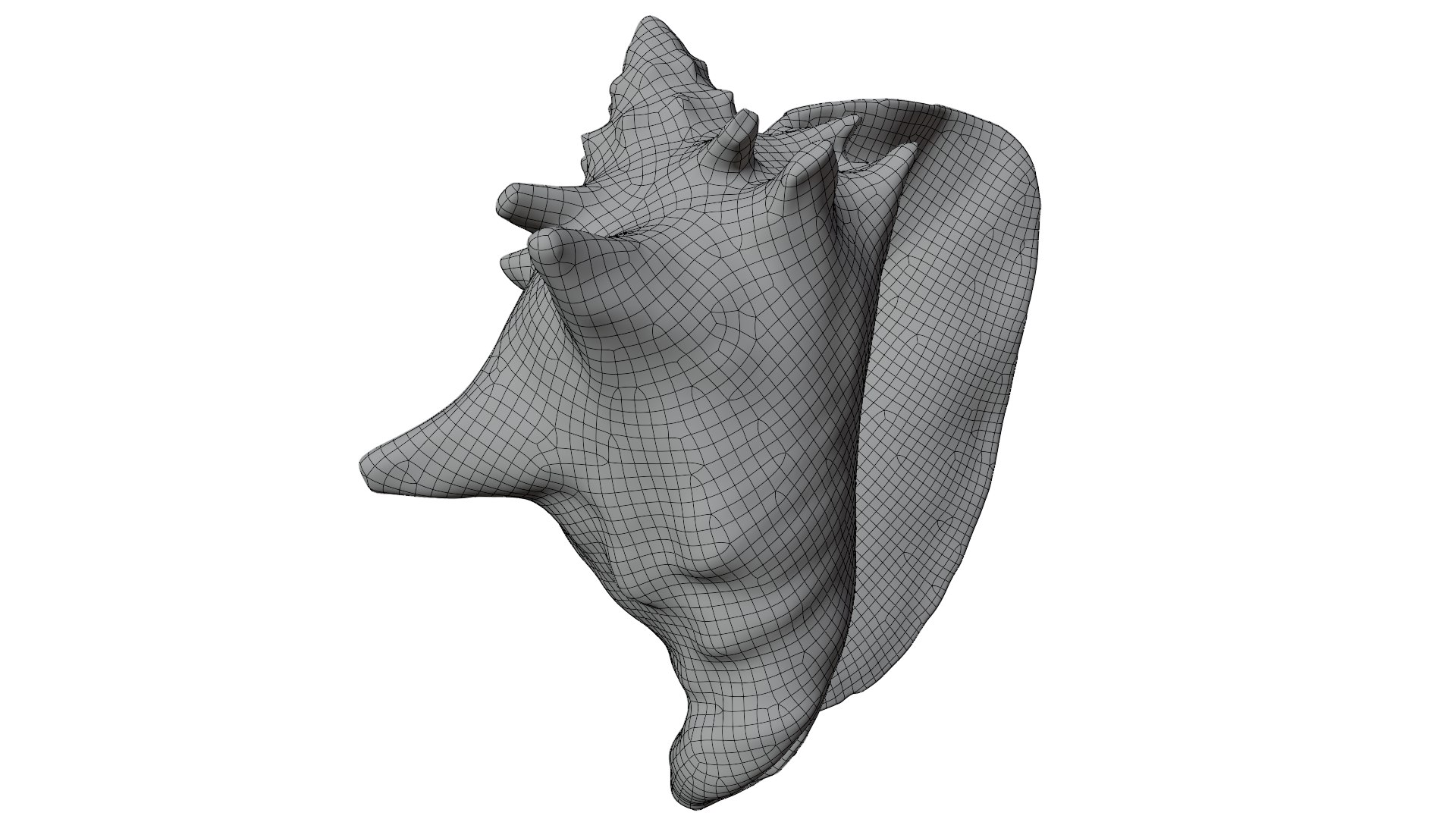 Conch 3D Model - TurboSquid 2209891