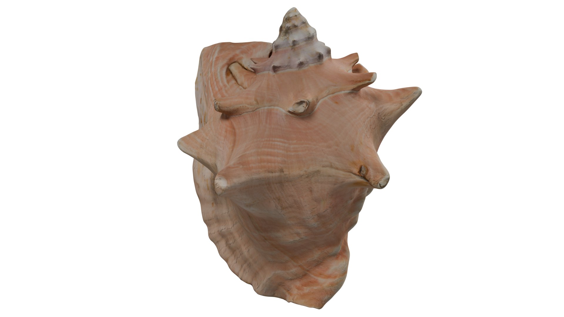 Conch 3D Model - TurboSquid 2209891