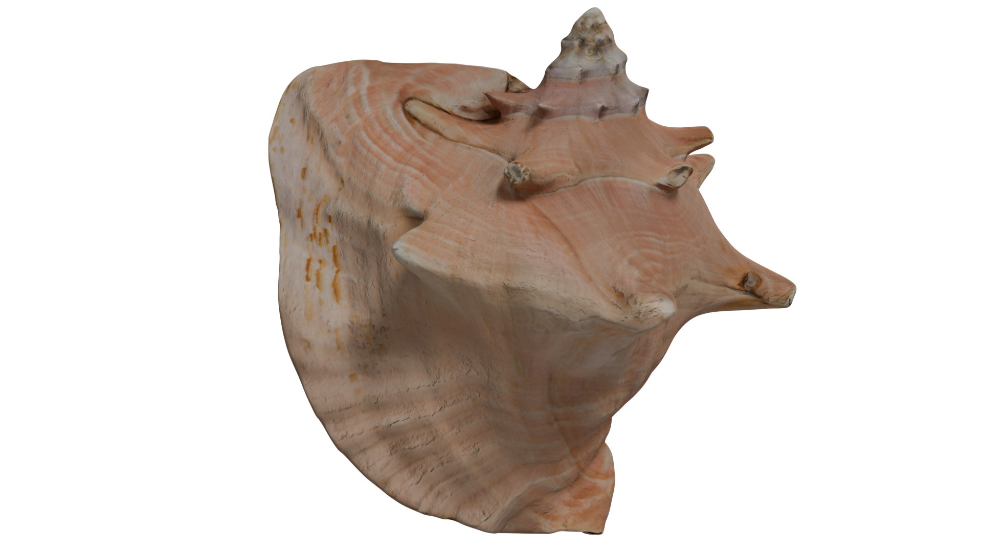 Conch 3D Model - TurboSquid 2209891