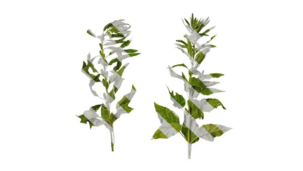 Tekstury Anydrafts Sesamum indicum Atlas 02 Model 3D - TurboSquid 2359182