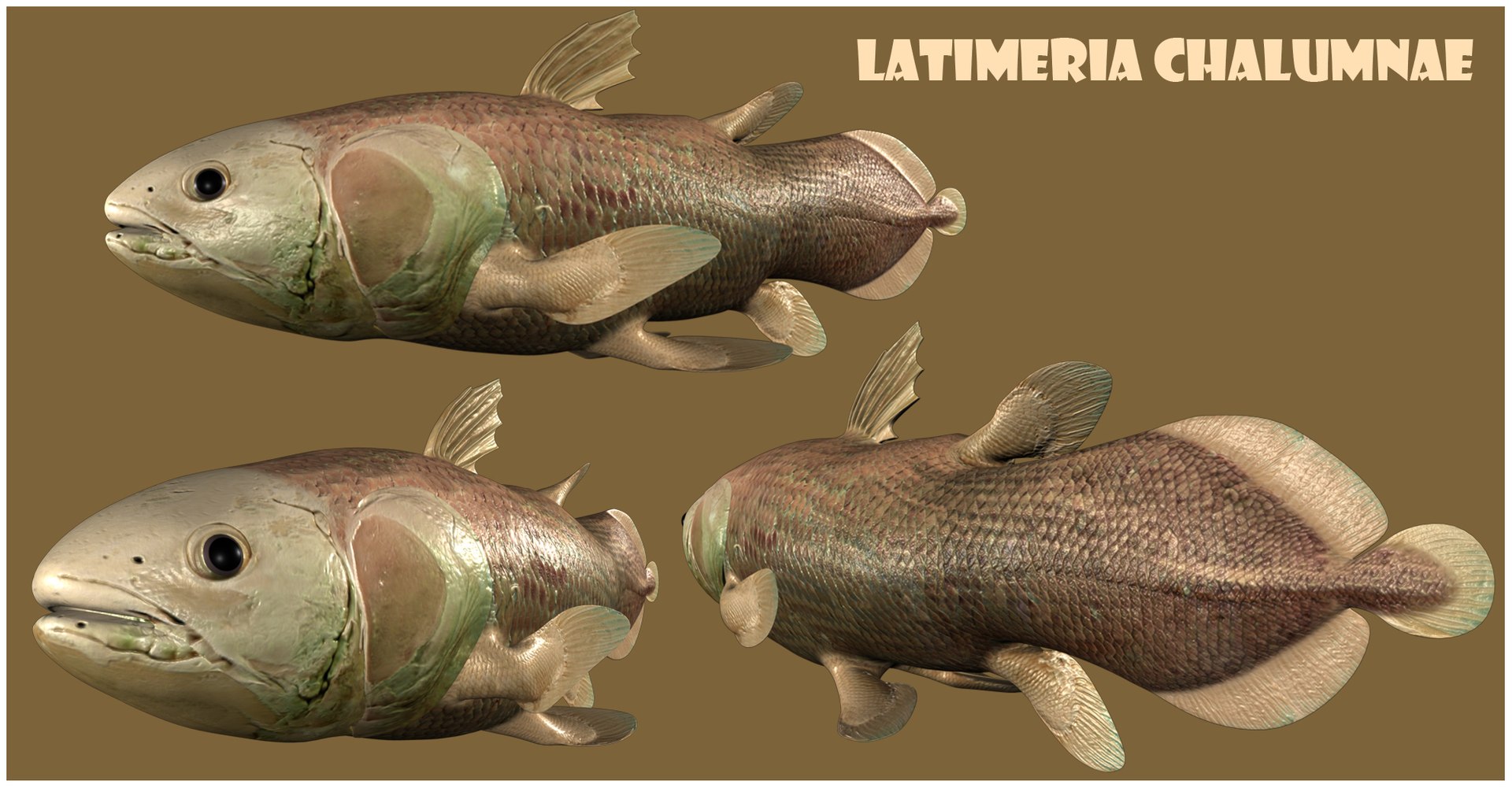Latimeria Chalumnae 3d Obj