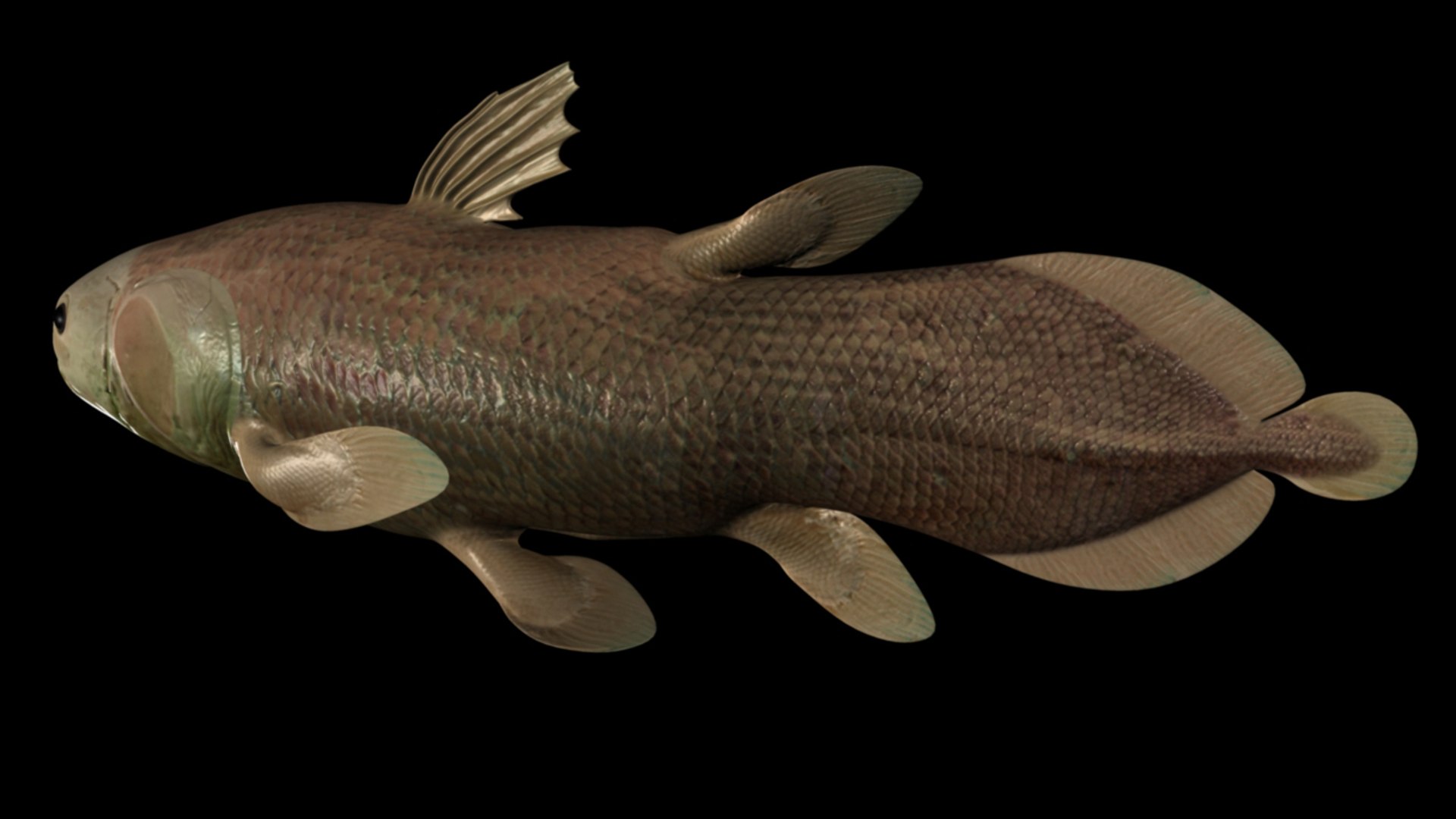 Latimeria Chalumnae 3d Obj