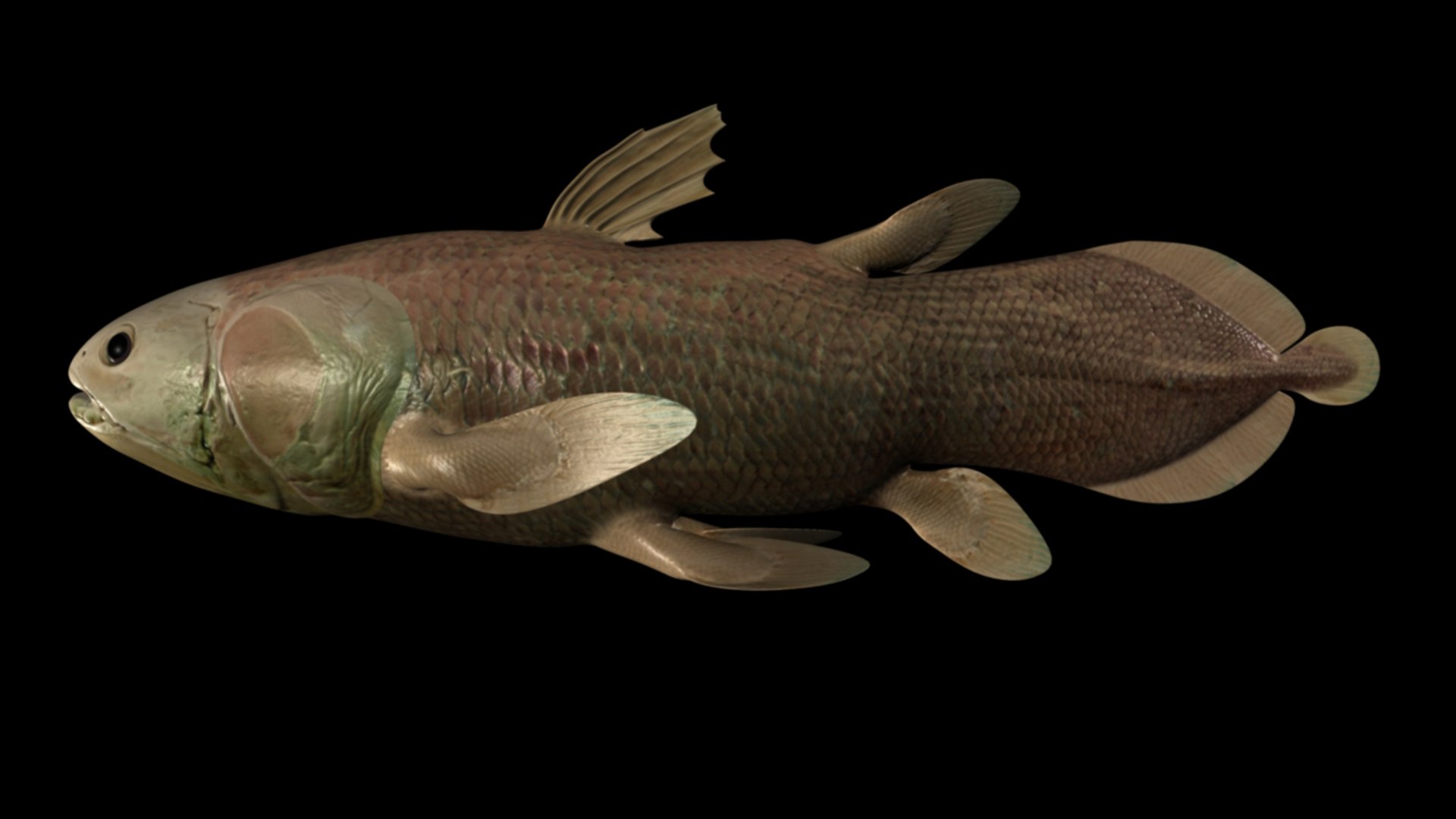 Latimeria Chalumnae 3d Obj