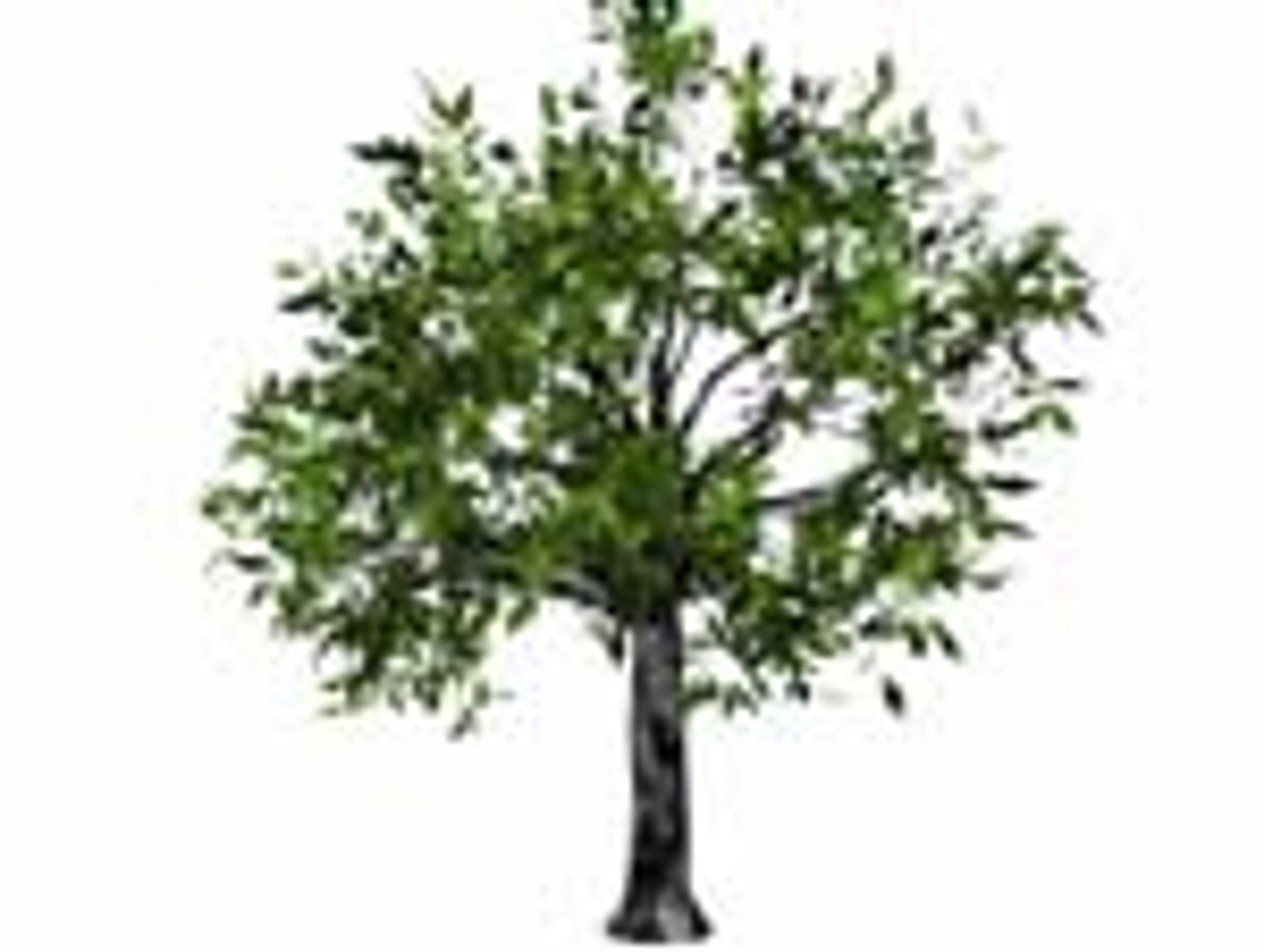 maya landscaping tree