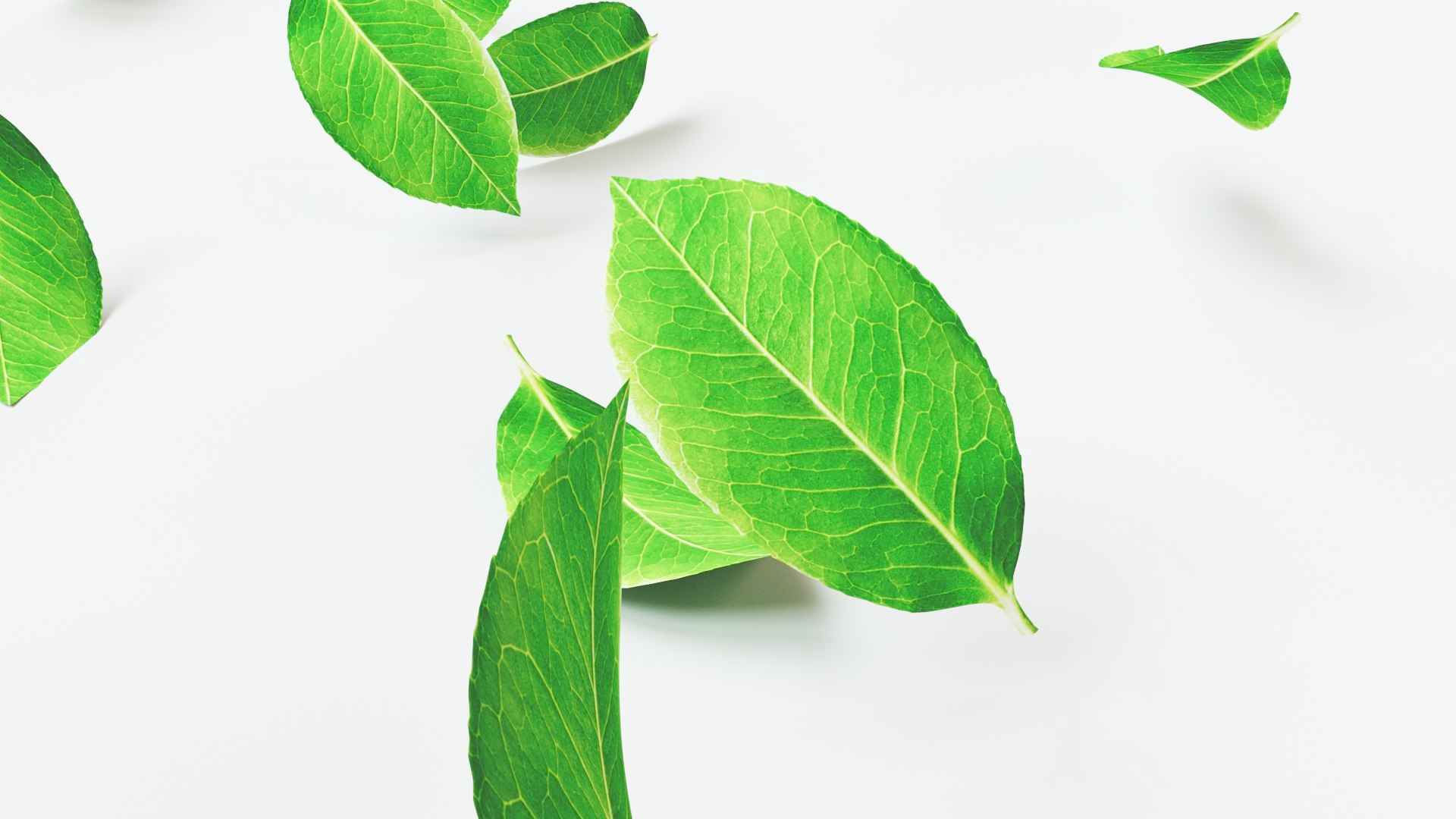 3D Leaf - Leaves -Includes drag and drop texture 3D Assets - TurboSquid ...