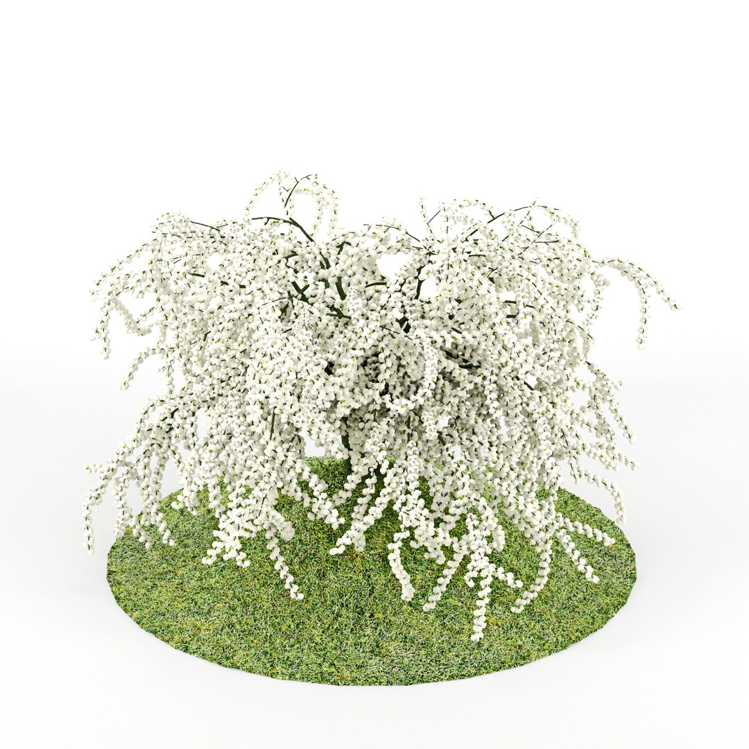 3d Model Spiraea