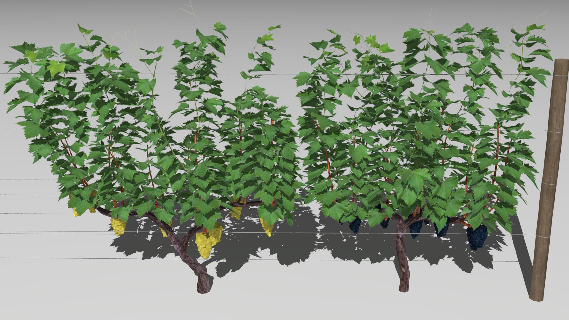 Large Vineyard 3D Model - TurboSquid 2407831